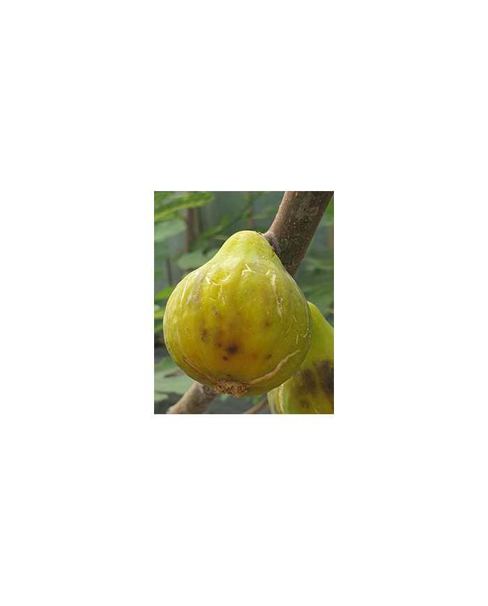 Bio Feigenbaum Albuquerque Fruchtfarbe grün Überwinterungsplatz Ja ...