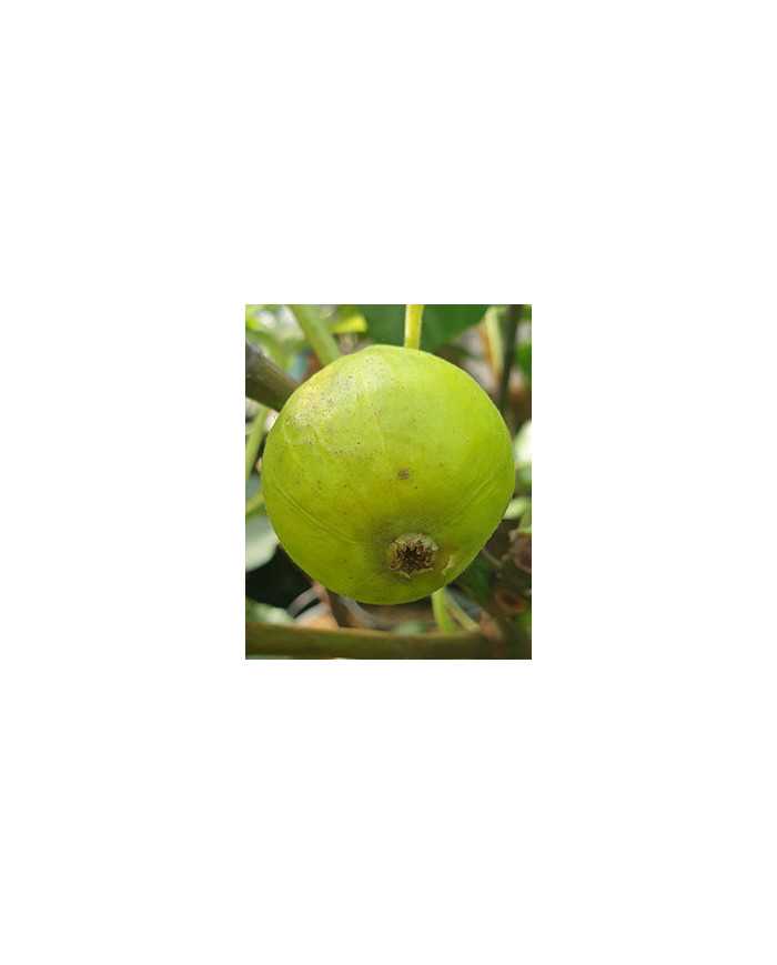 Bio Feigenbaum Blanche d'Argenteuil Fruchtfarbe gelb ...
