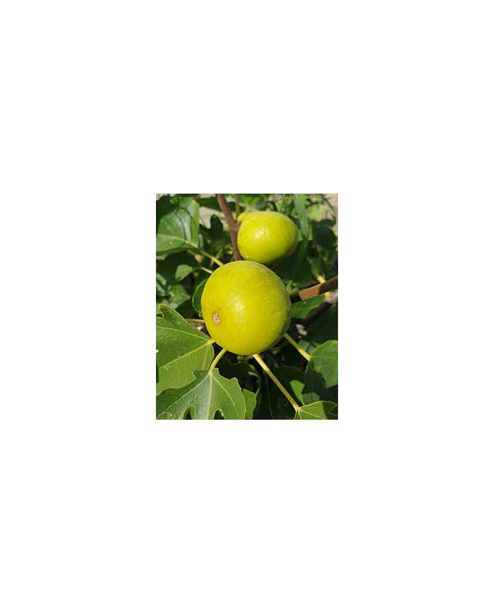 Bio Feigenbaum Conadria Fruchtfarbe grün Überwinterungsplatz Nein Wuchs ...