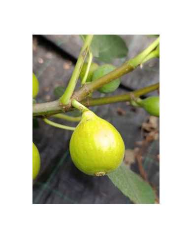 Bio Feigenbaum Dorée de Capentras Fruchtfarbe gelb Überwinterungsplatz ...