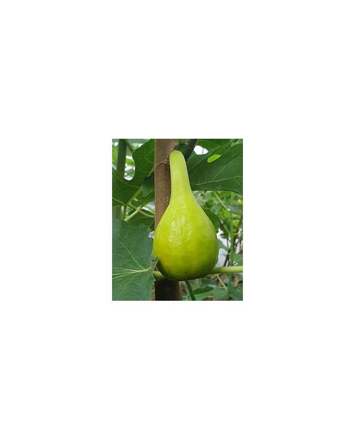 Bio Feigenbaum Emerald Strawberry Fruchtfarbe grün Überwinterungsplatz ...