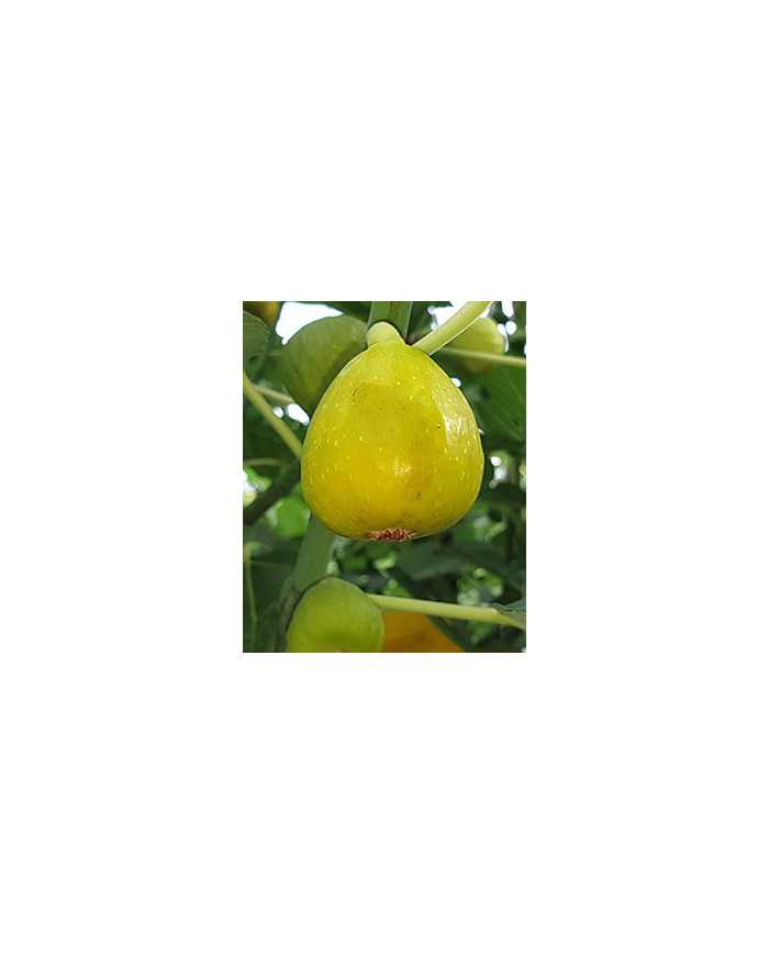 Bio Feigenbaum Filacciano Fruchtfarbe grün Überwinterungsplatz Ja ...