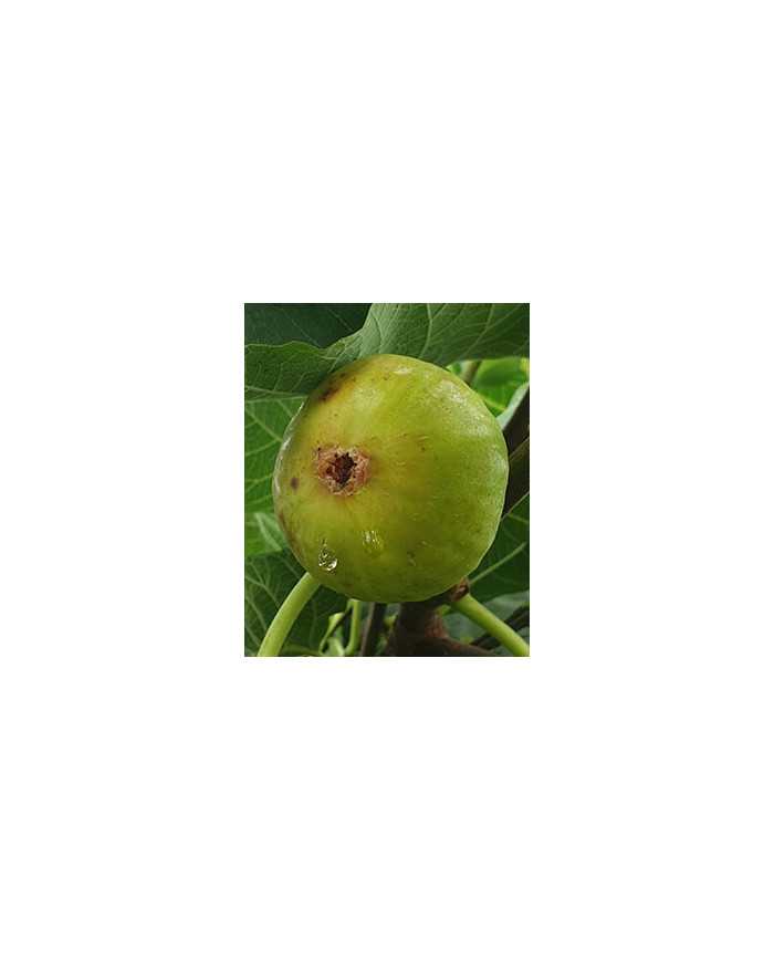 Bio Feigenbaum Honey Heart Fruchtfarbe rot-braun Überwinterungsplatz Ja ...