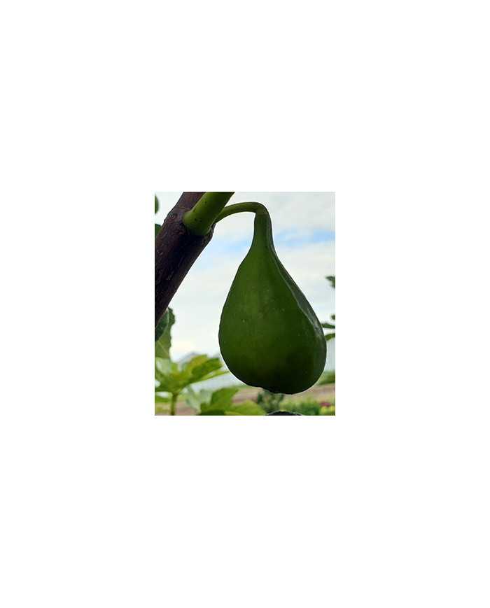 Bio Feigenbaum Lussheim Fruchtfarbe grün Überwinterungsplatz Nein ...