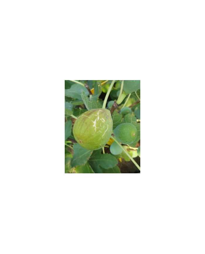 Bio Feigenbaum Morro de Bou Fruchtfarbe grün Überwinterungsplatz Ja ...