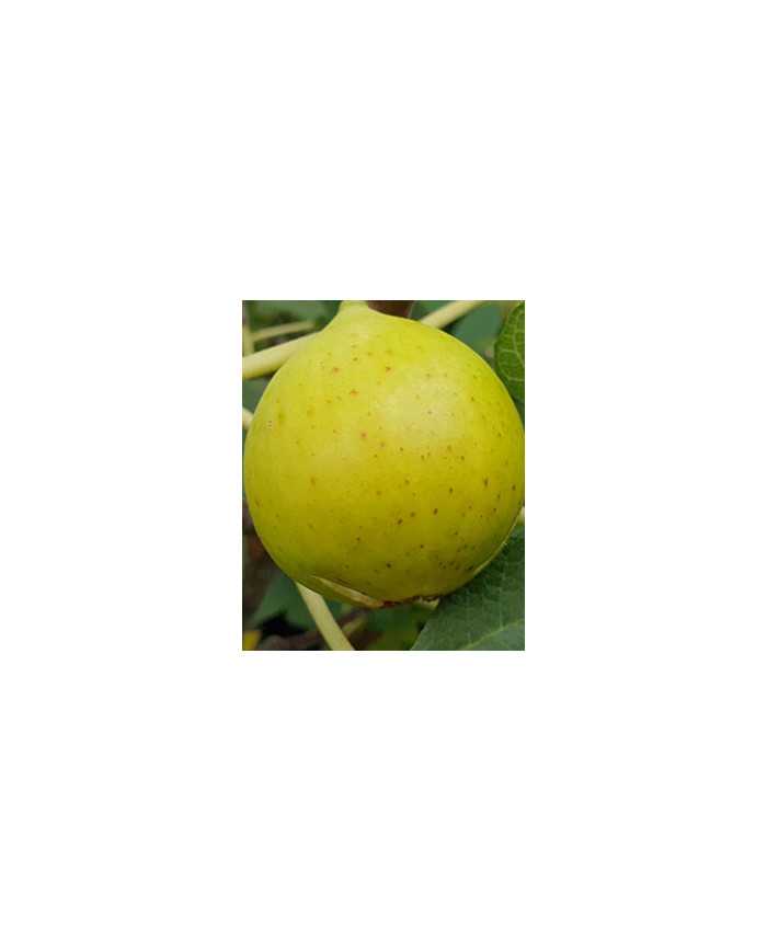 Bio Feigenbaum Pag 3 Fruchtfarbe gelb Überwinterungsplatz Ja Eignung ...