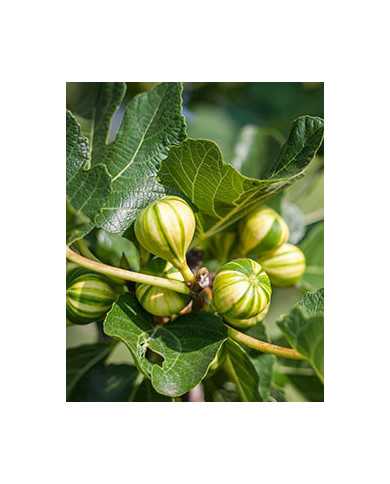 Bio Feigenbaum Panachée Fruchtfarbe gelb Überwinterungsplatz Ja Eignung ...