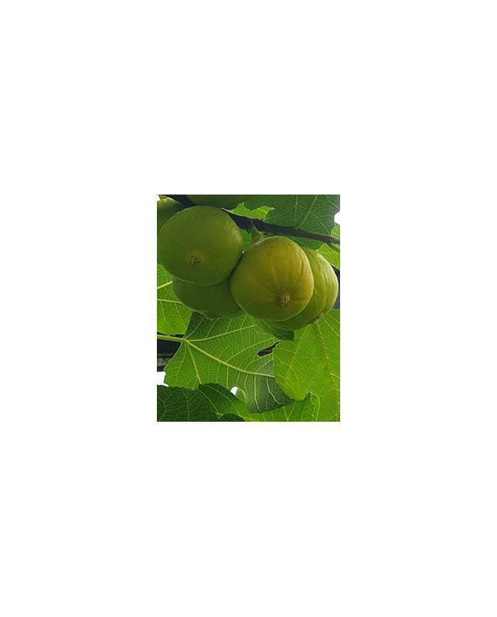 Bio Feigenbaum Saleeb Caprifig Fruchtfarbe grün Überwinterungsplatz Ja ...