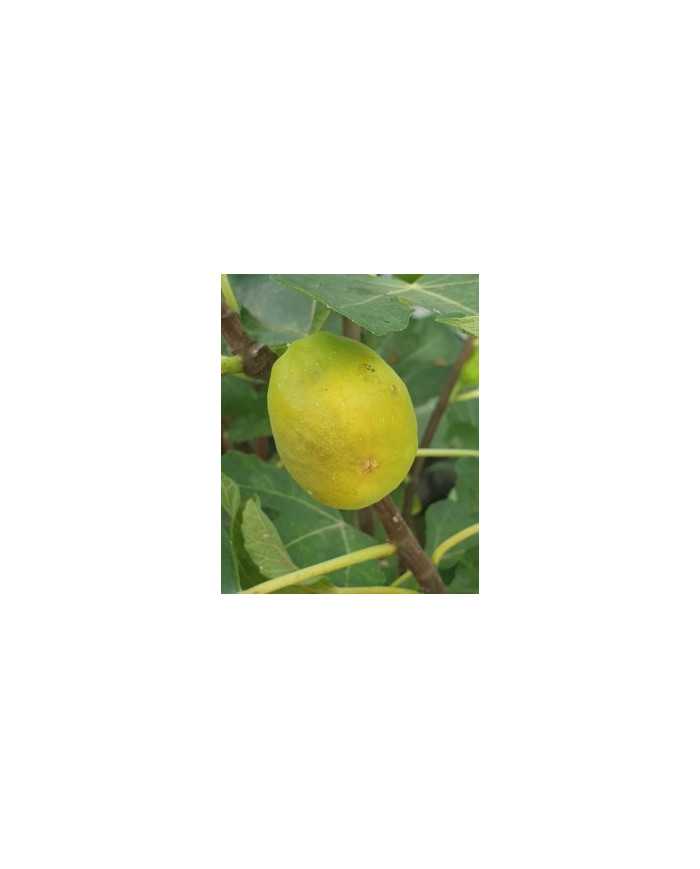 Bio Feigenbaum Termenjaca Fruchtfarbe gelb Überwinterungsplatz Ja ...
