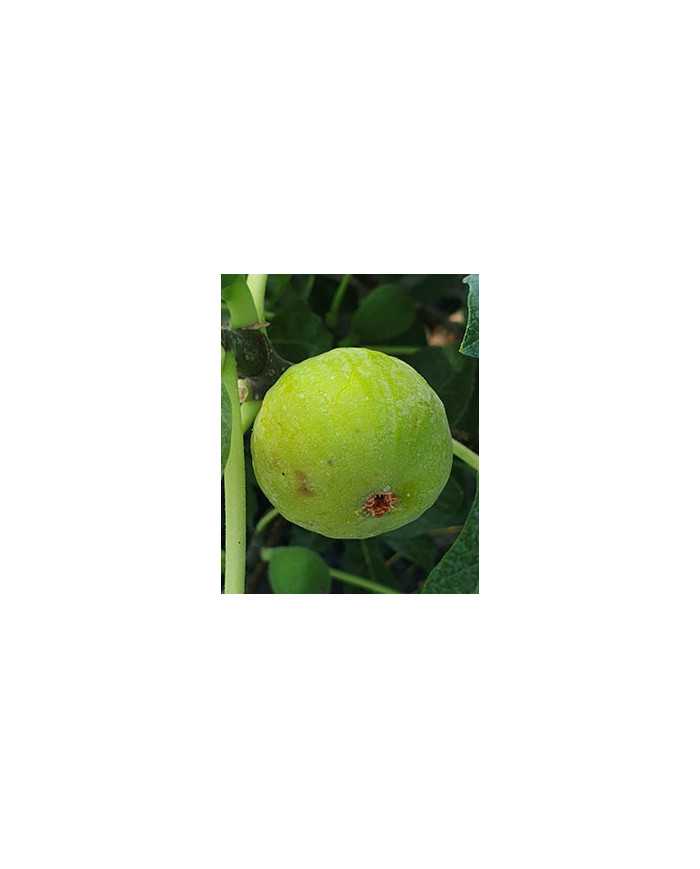 Bio Feigenbaum Trojano Fruchtfarbe gelb Überwinterungsplatz Ja Eignung ...